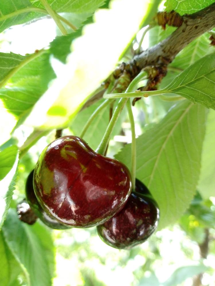Der Kirschbaum | LIGNORAMA Holz- und Werkzeugmuseum